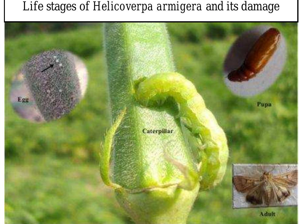 Figure 2 - Insect Pests of Okra and Their Management