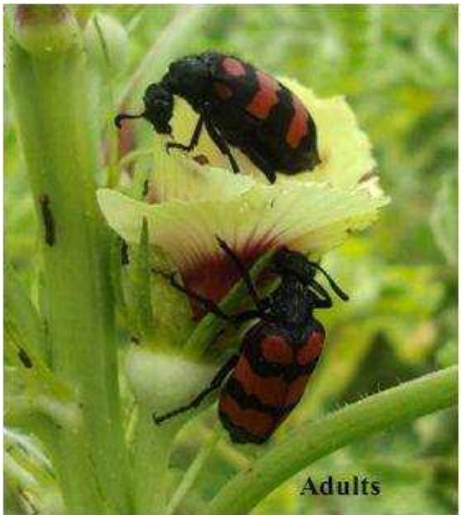 Figure 4 - Insect Pests of Okra and Their Management