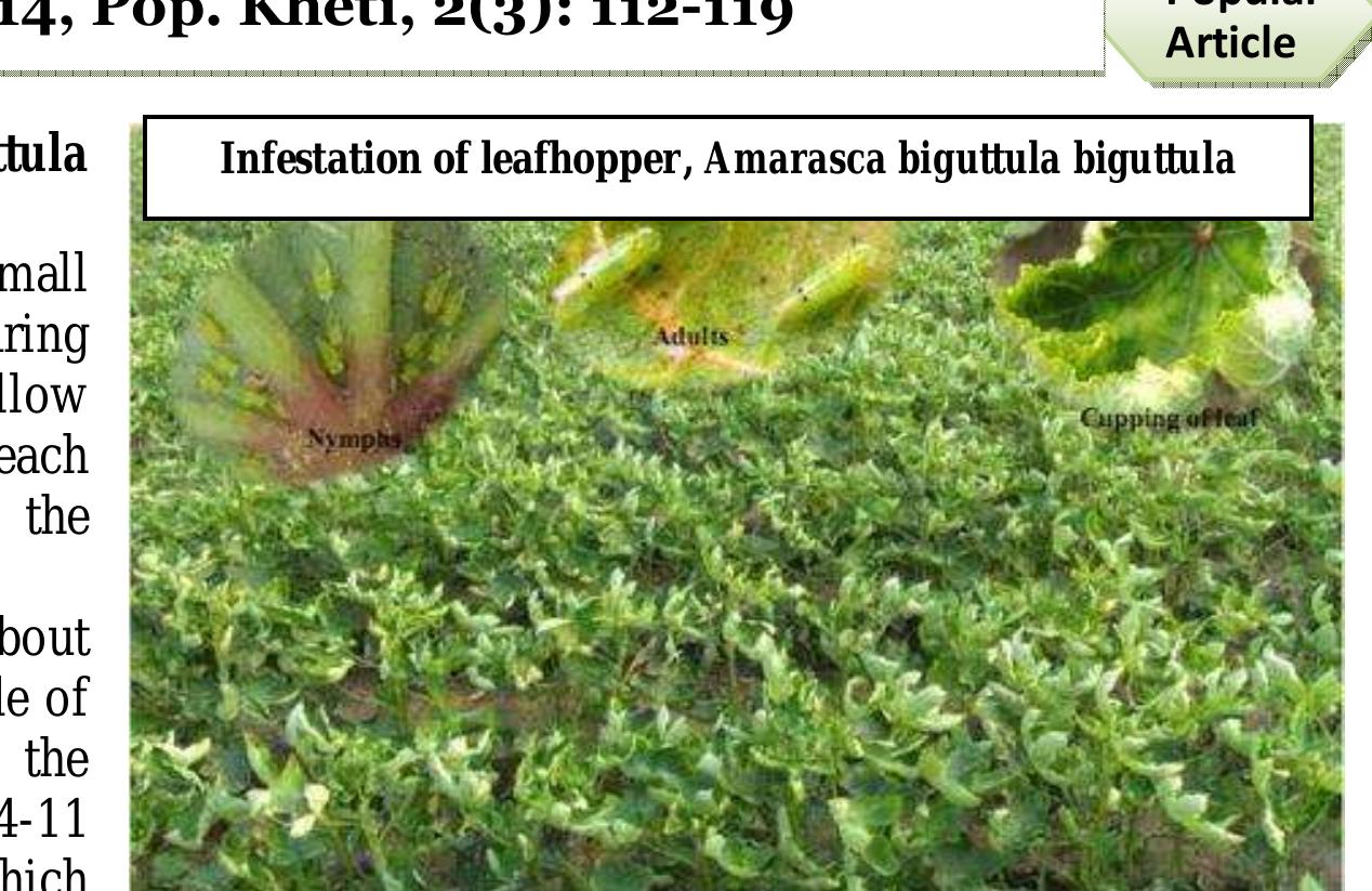 Figure 5 - Insect Pests of Okra and Their Management