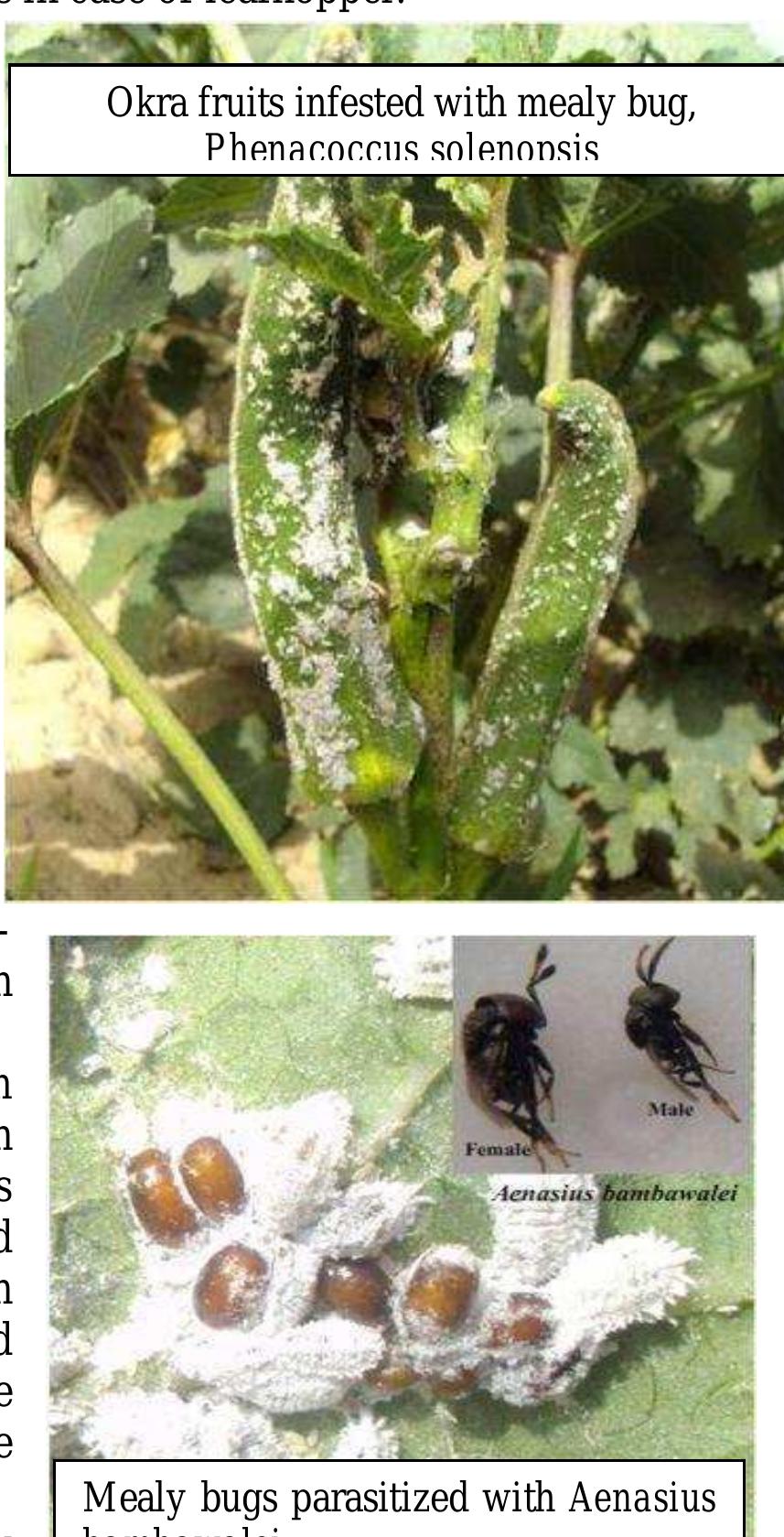 Figure 7 Insect Pests Of Okra And Their Management