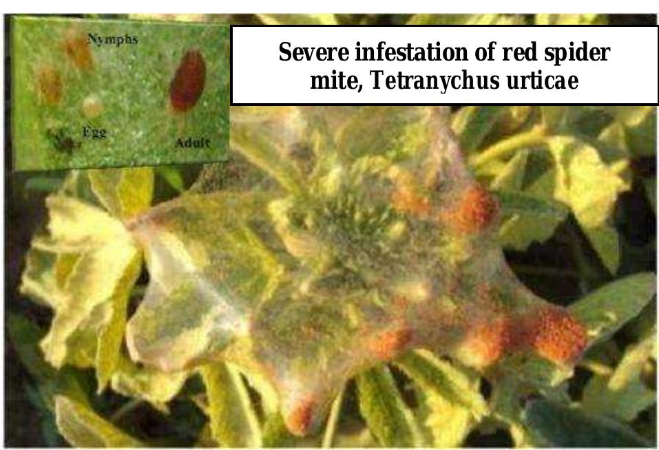 Figure 8 - Insect Pests of Okra and Their Management