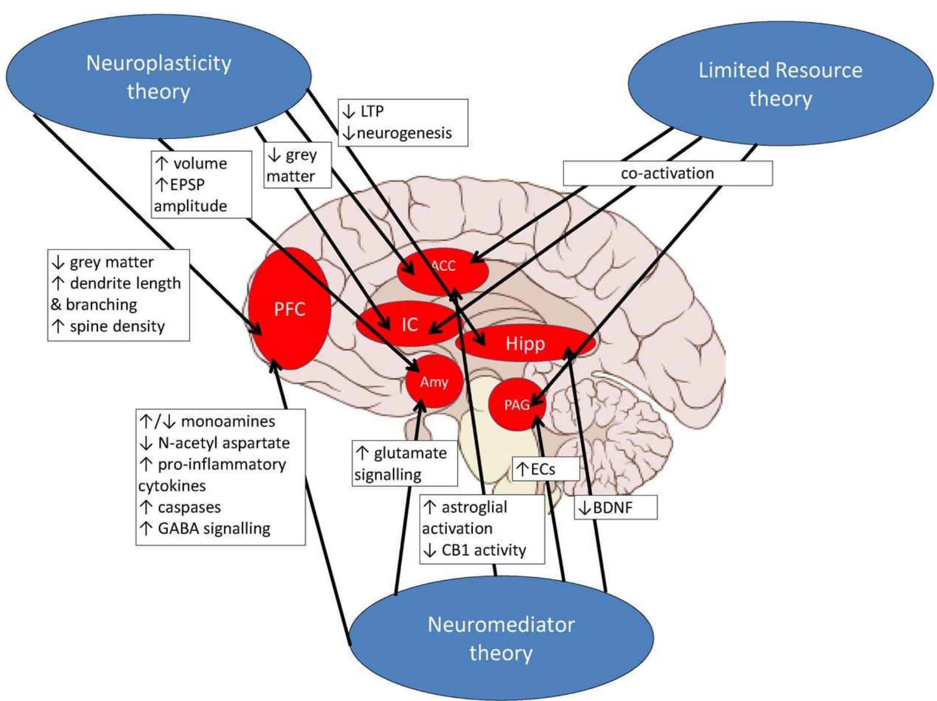 Potential mechanisms of pain-related cognitive impairment, a