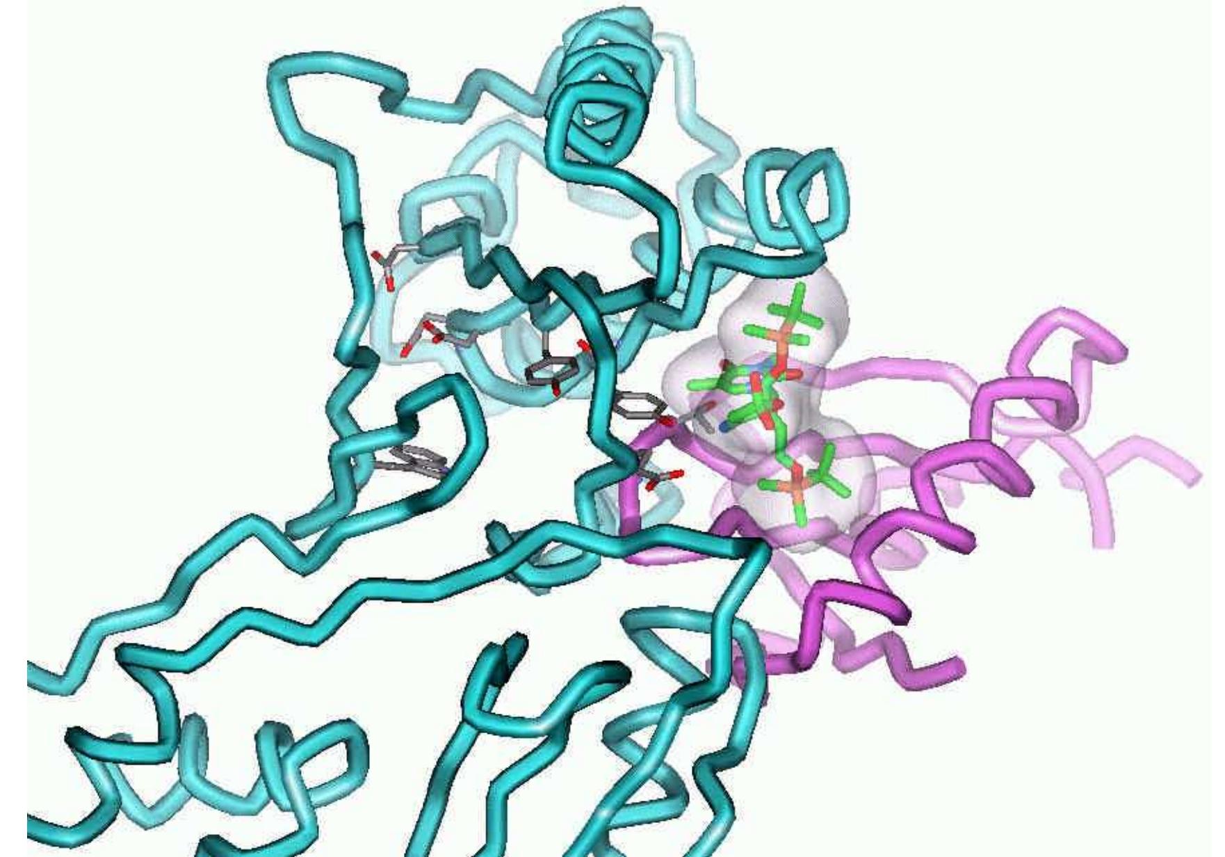 (10). putative binding site of tsao-m°t (shown as sticks