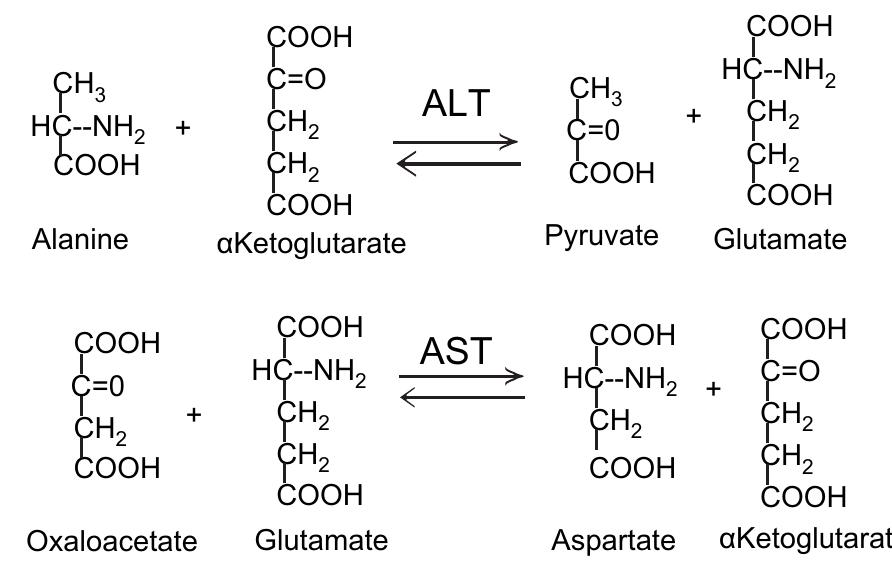 Figure 2 - Interpretation of Liver Enzymes