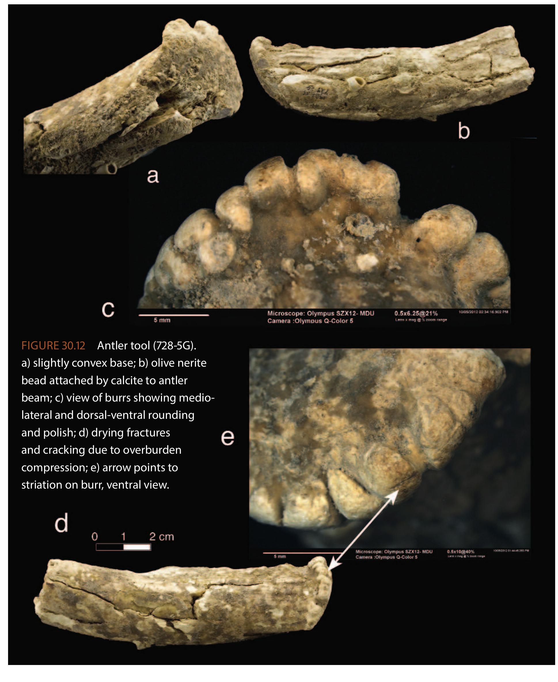 The weight of overlying sediments flattened and distorted