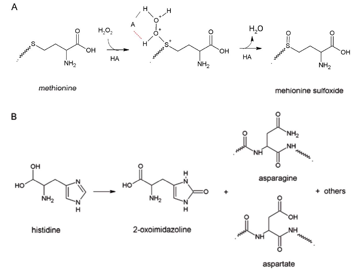 Oxidation reaction of a: methionine to methionine sulfoxide