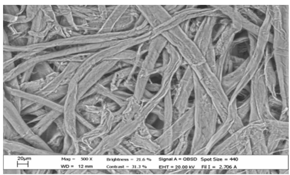 Sem image of whatman paper. as a model, whatman paper made