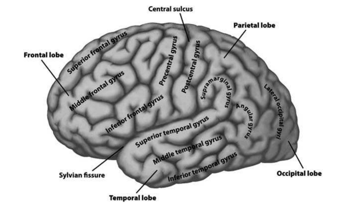 1 the main structures of the brain. reprinted with