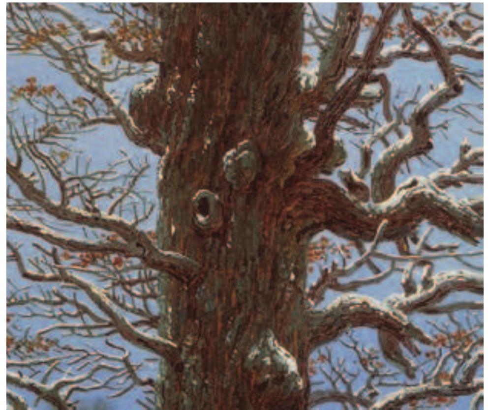 The presence of red in friedrich’s berlin oak tree remains