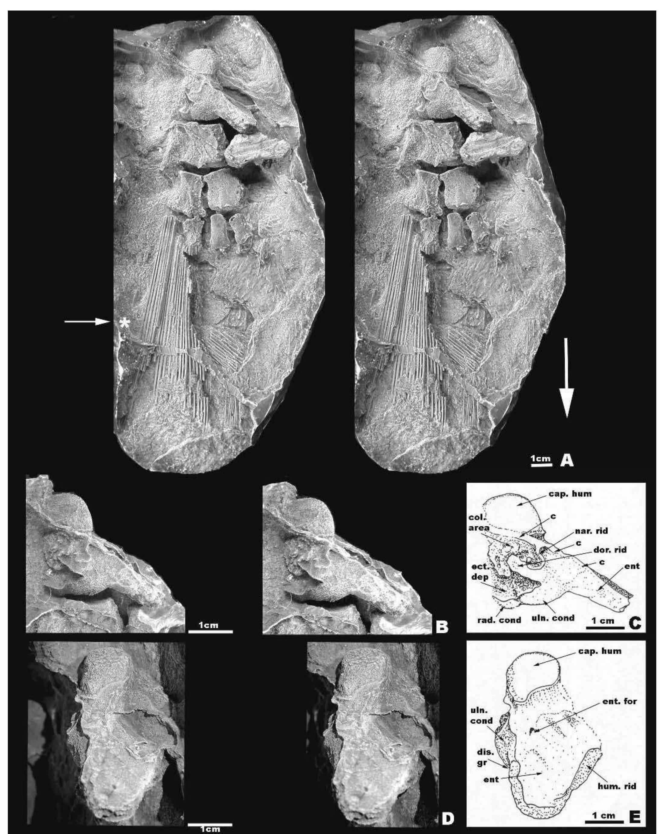 Figure 2 - A new species of Barameda (Rhizodontida) and