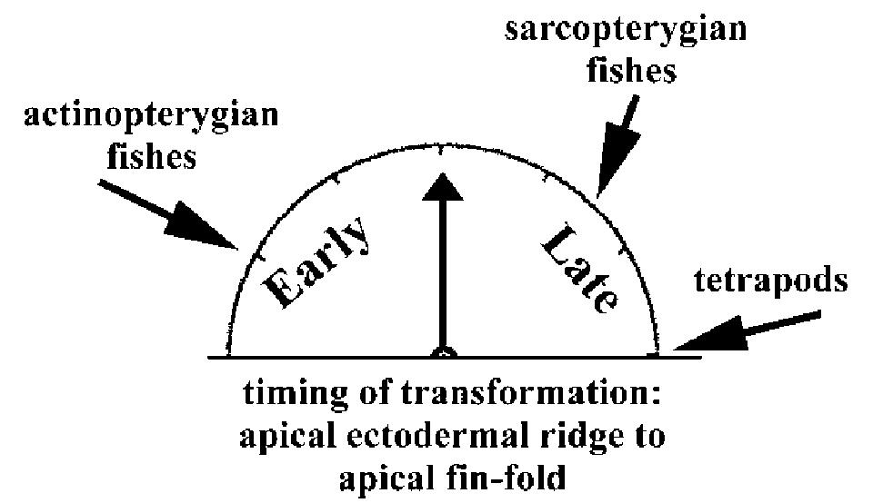 clock-face’ model of thorogood (1991), showing the rela-