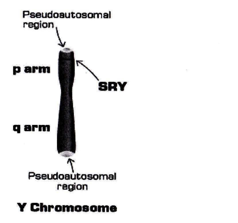 ‘ihe sry gene located on y chromosome (figure 4.1) is also