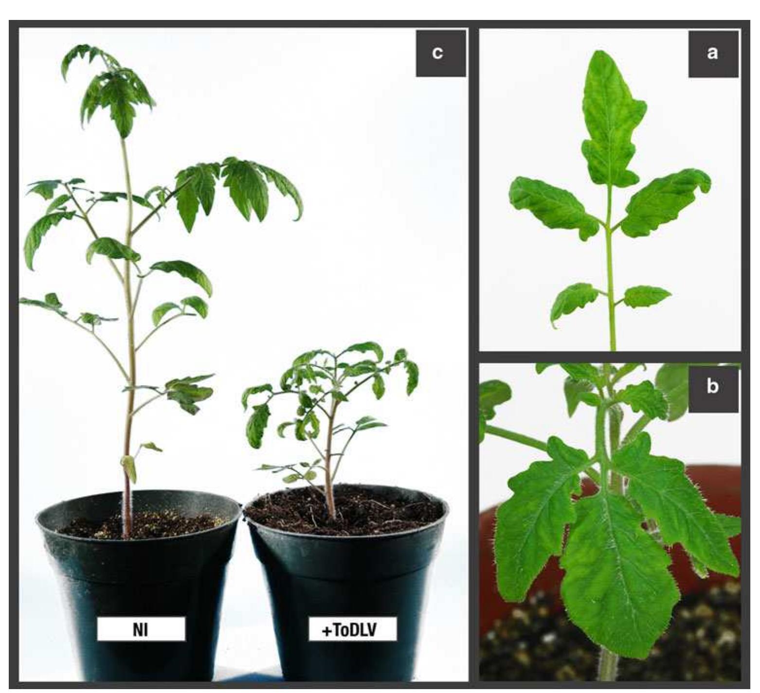 Detail of leaf symptoms of solanum lycopersicum plants
