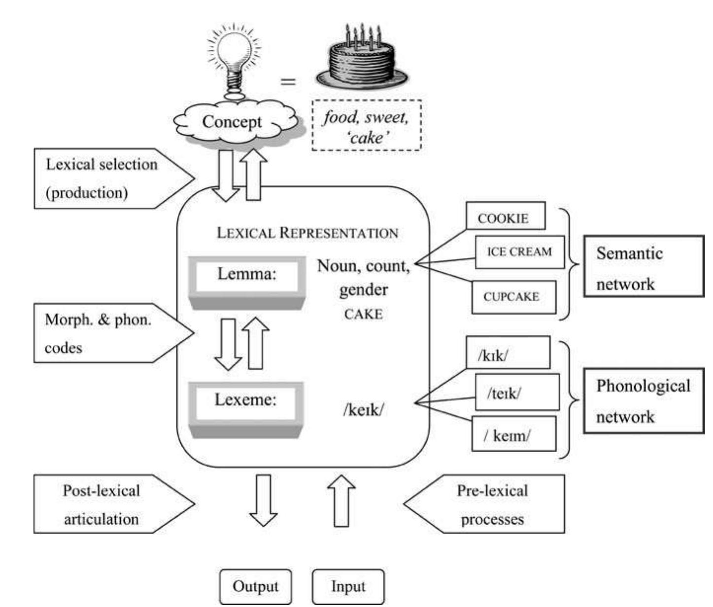Illustration of two levels of lexical representation (based
