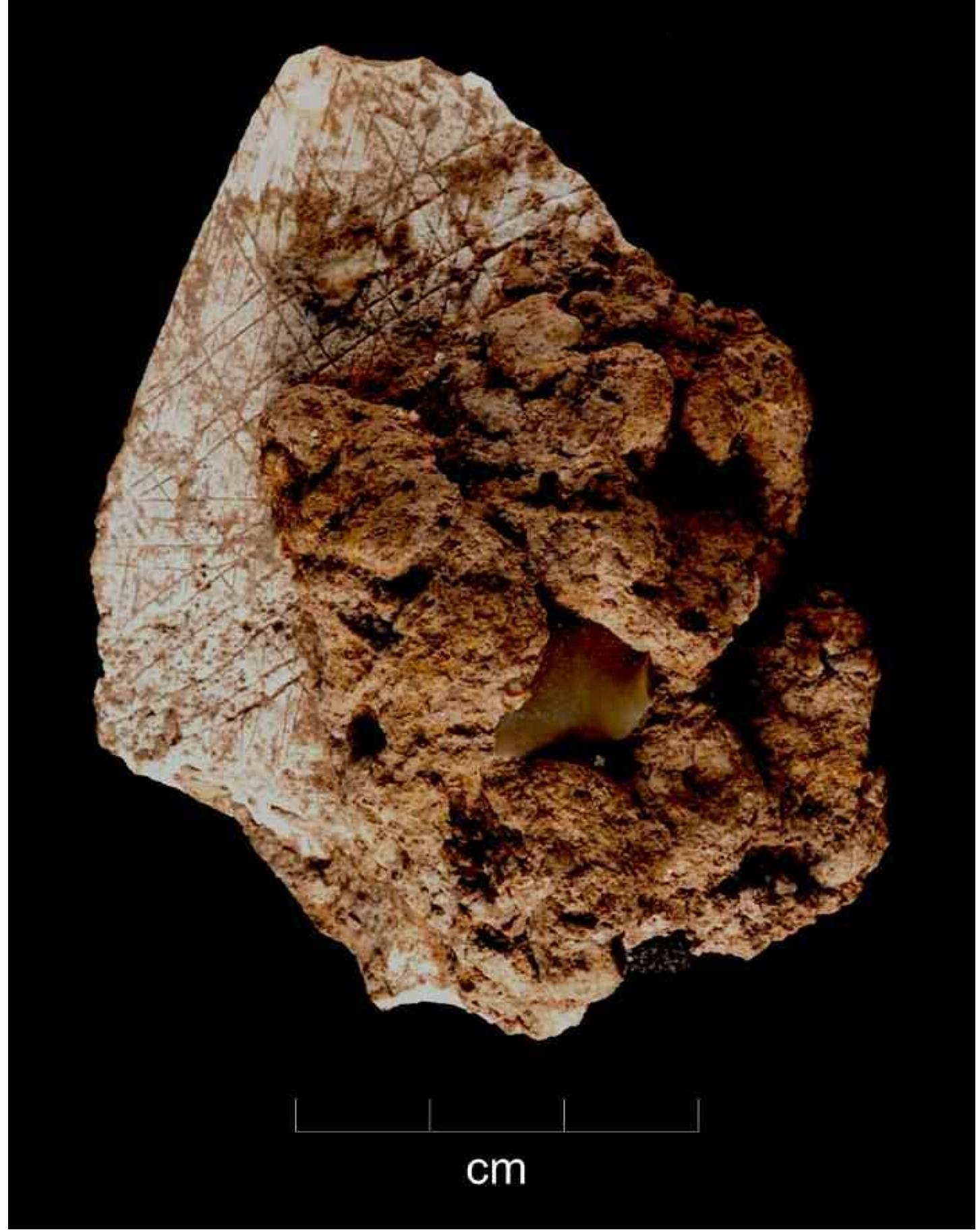 (PDF) Early Art in North America: Clovis and later Paleoindian incised ...