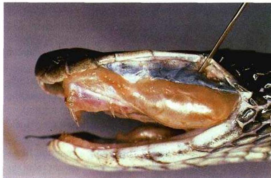 In front fanged venomous snakes the venom glands are