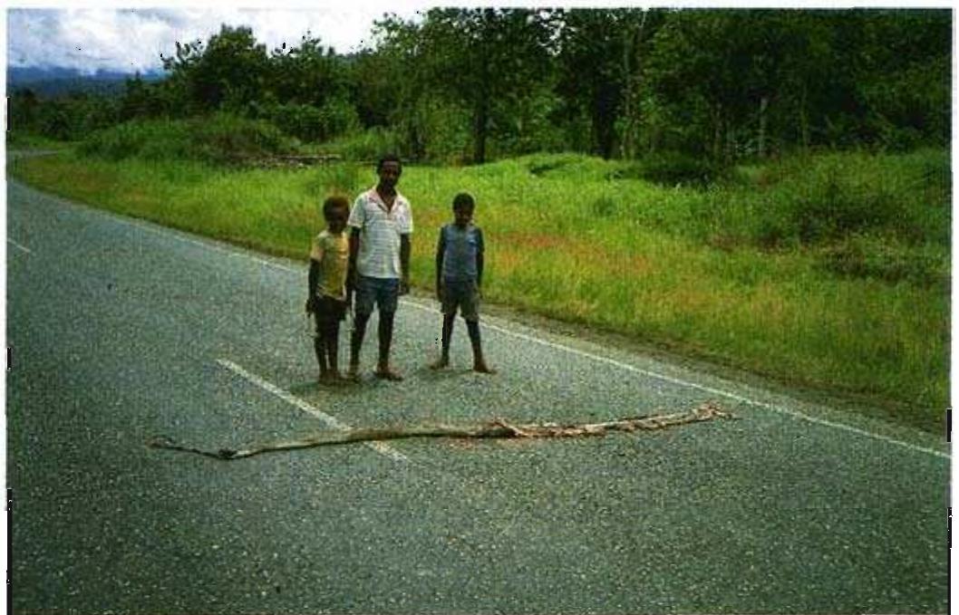 A Guide to the Snakes of Papua New Guinea