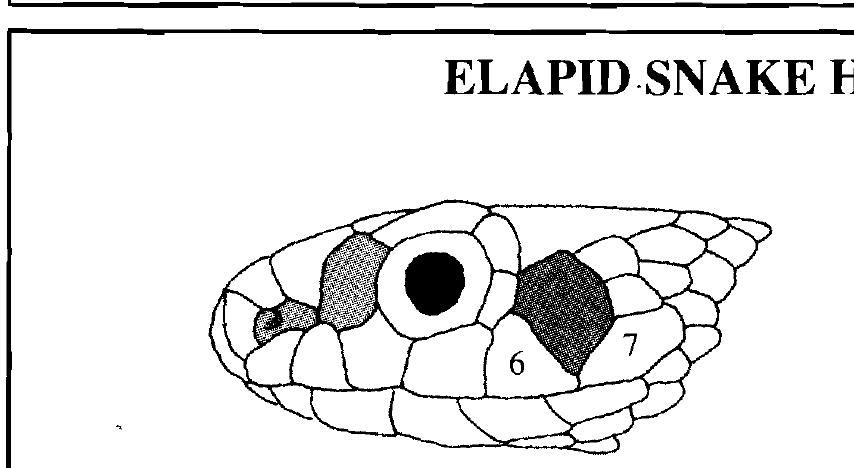 A Guide to the Snakes of Papua New Guinea