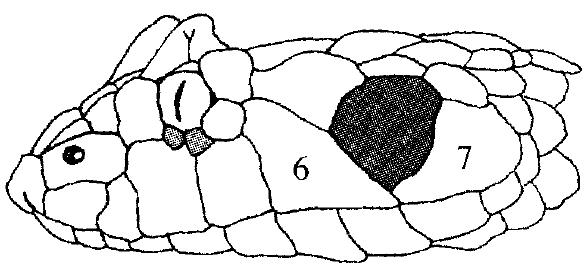 A Guide to the Snakes of Papua New Guinea