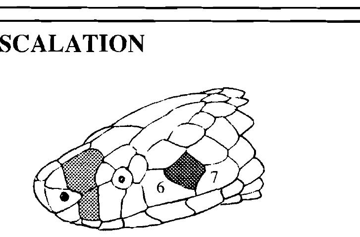 A Guide to the Snakes of Papua New Guinea