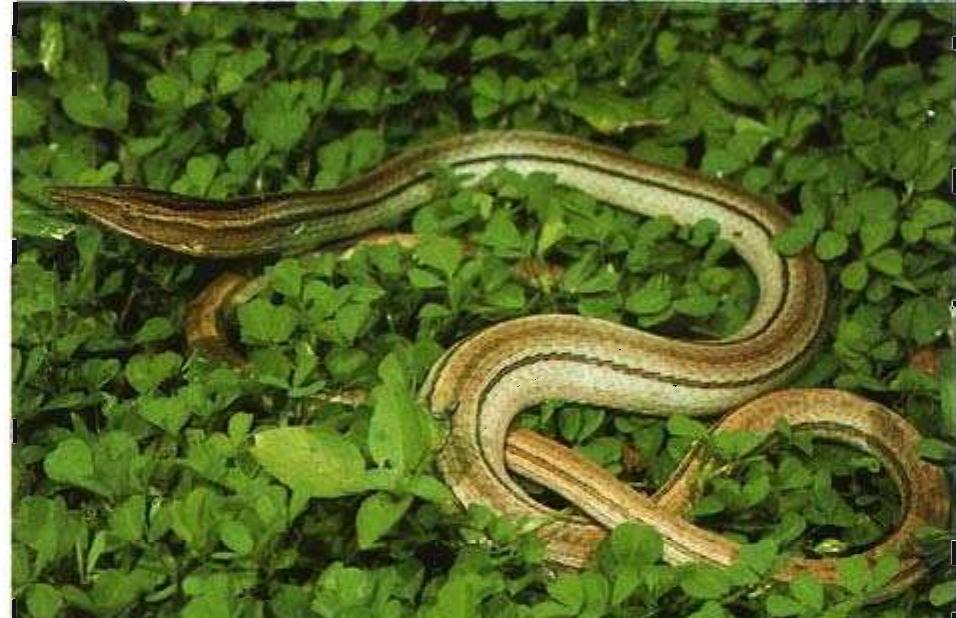 A Guide to the Snakes of Papua New Guinea