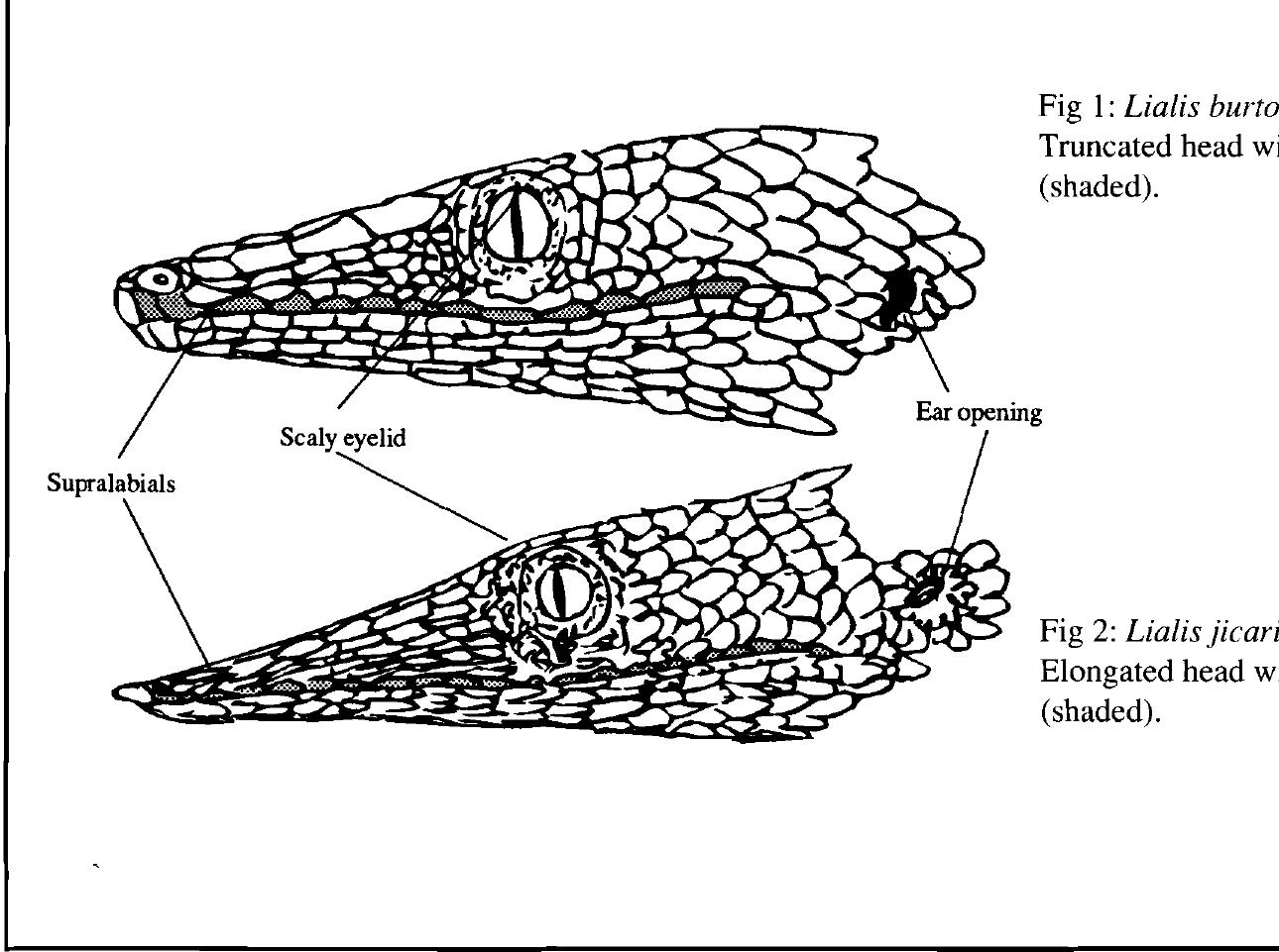 A Guide to the Snakes of Papua New Guinea