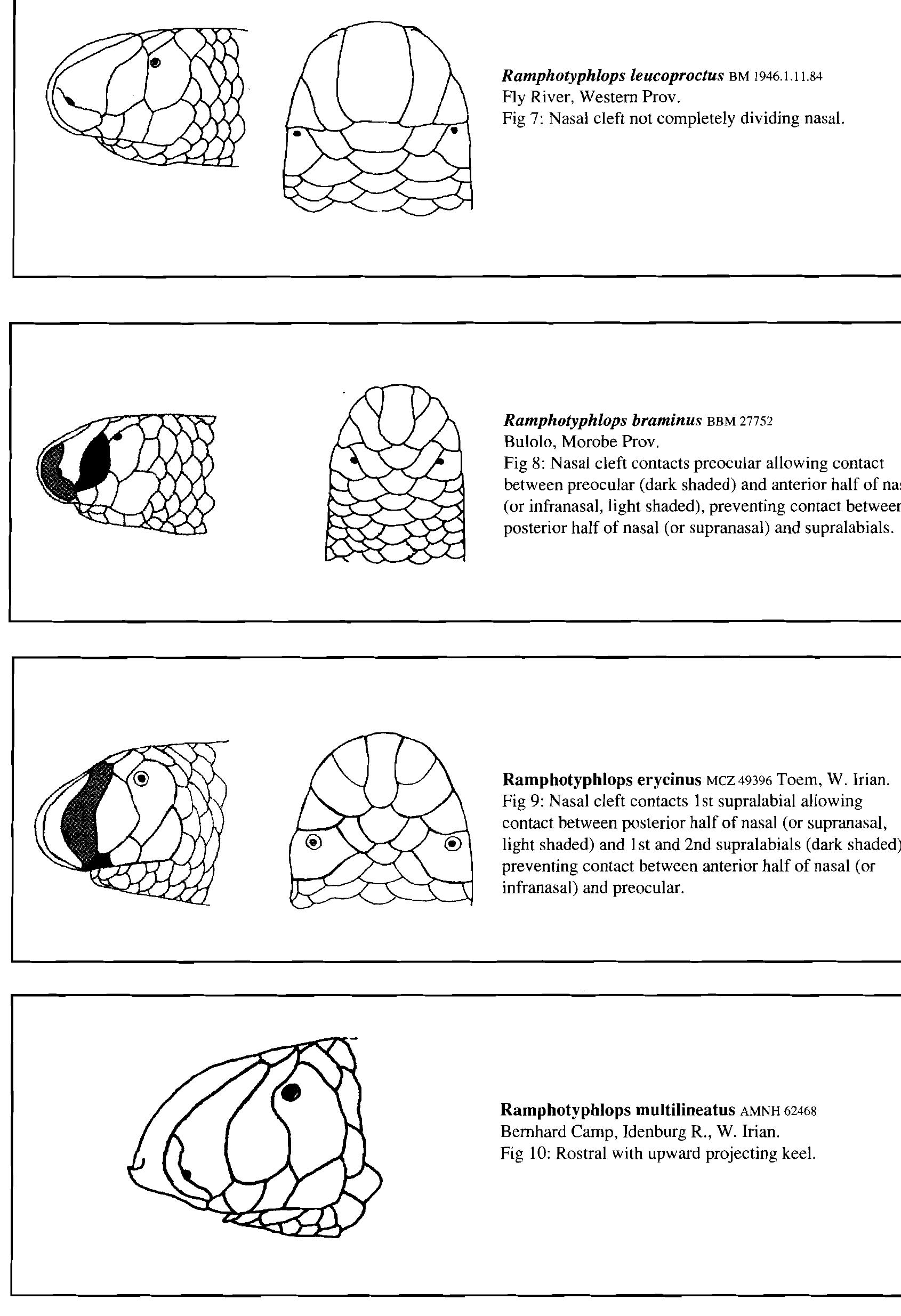 A Guide to the Snakes of Papua New Guinea