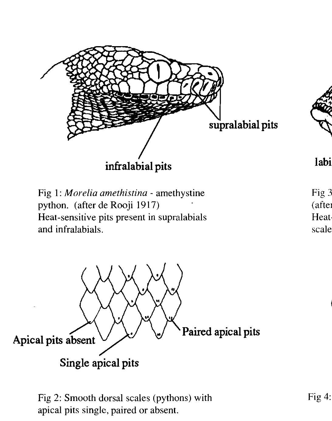 A Guide to the Snakes of Papua New Guinea