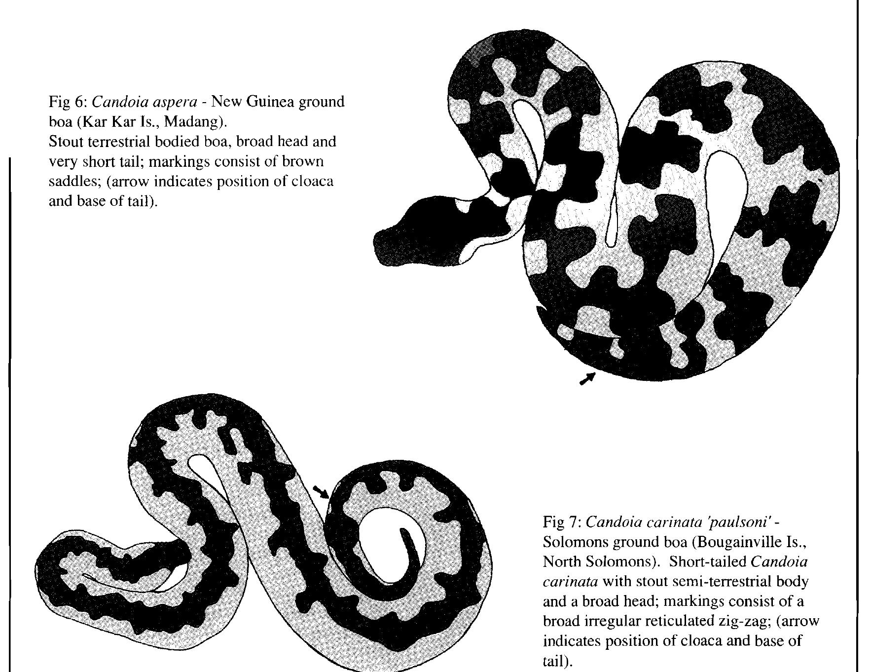 A Guide to the Snakes of Papua New Guinea