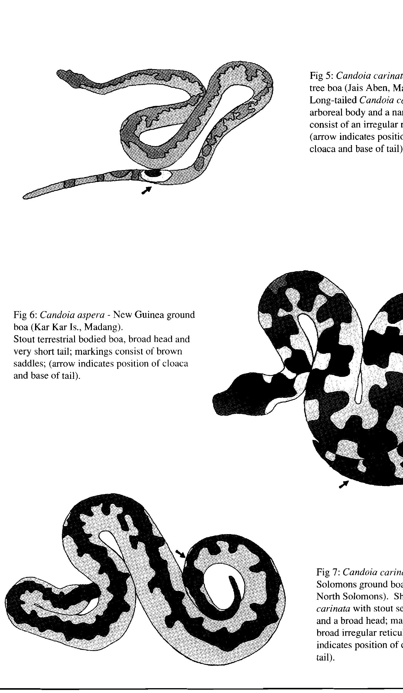 A Guide to the Snakes of Papua New Guinea