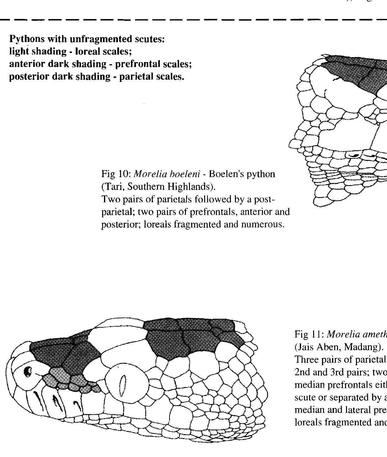A Guide to the Snakes of Papua New Guinea