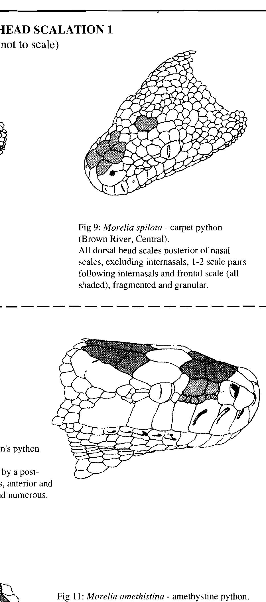 A Guide to the Snakes of Papua New Guinea