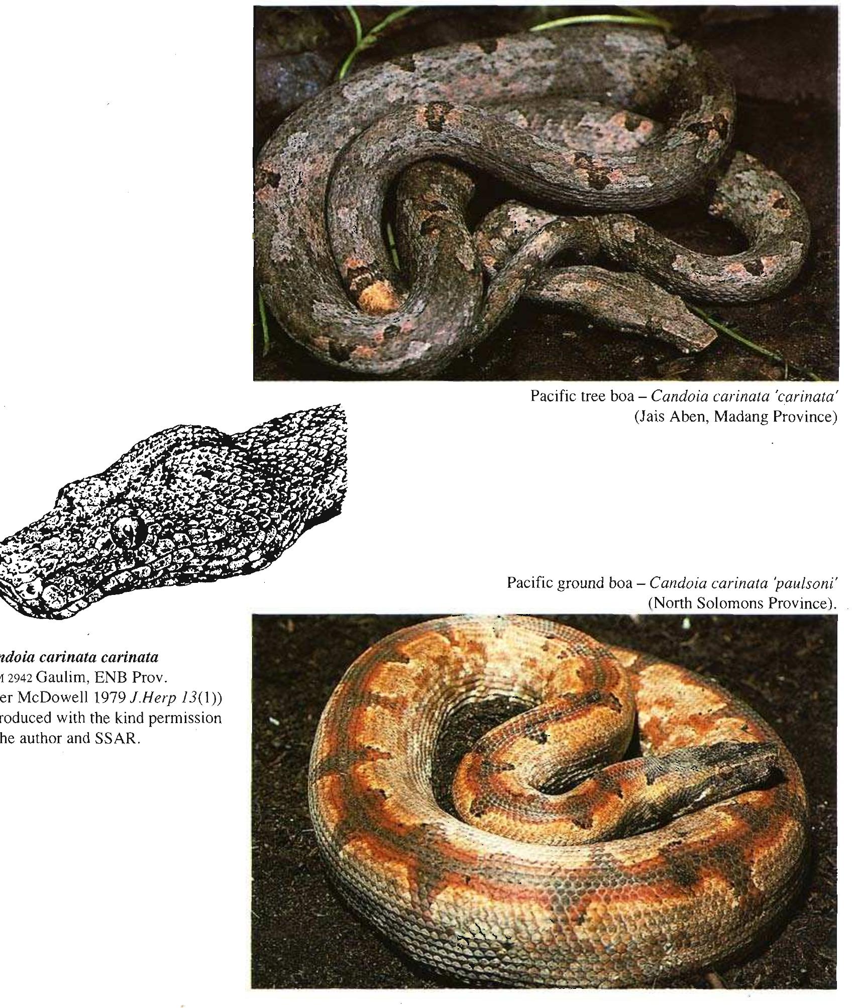 A Guide to the Snakes of Papua New Guinea