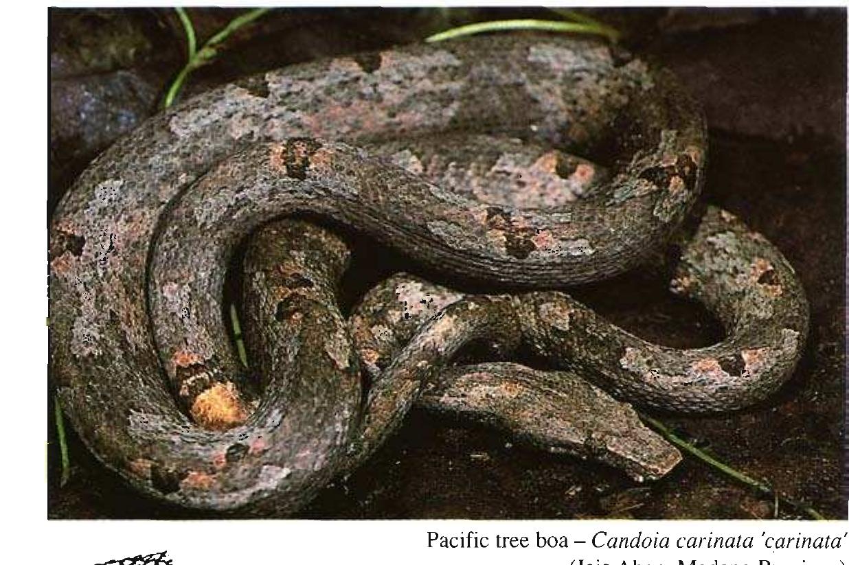 A Guide to the Snakes of Papua New Guinea