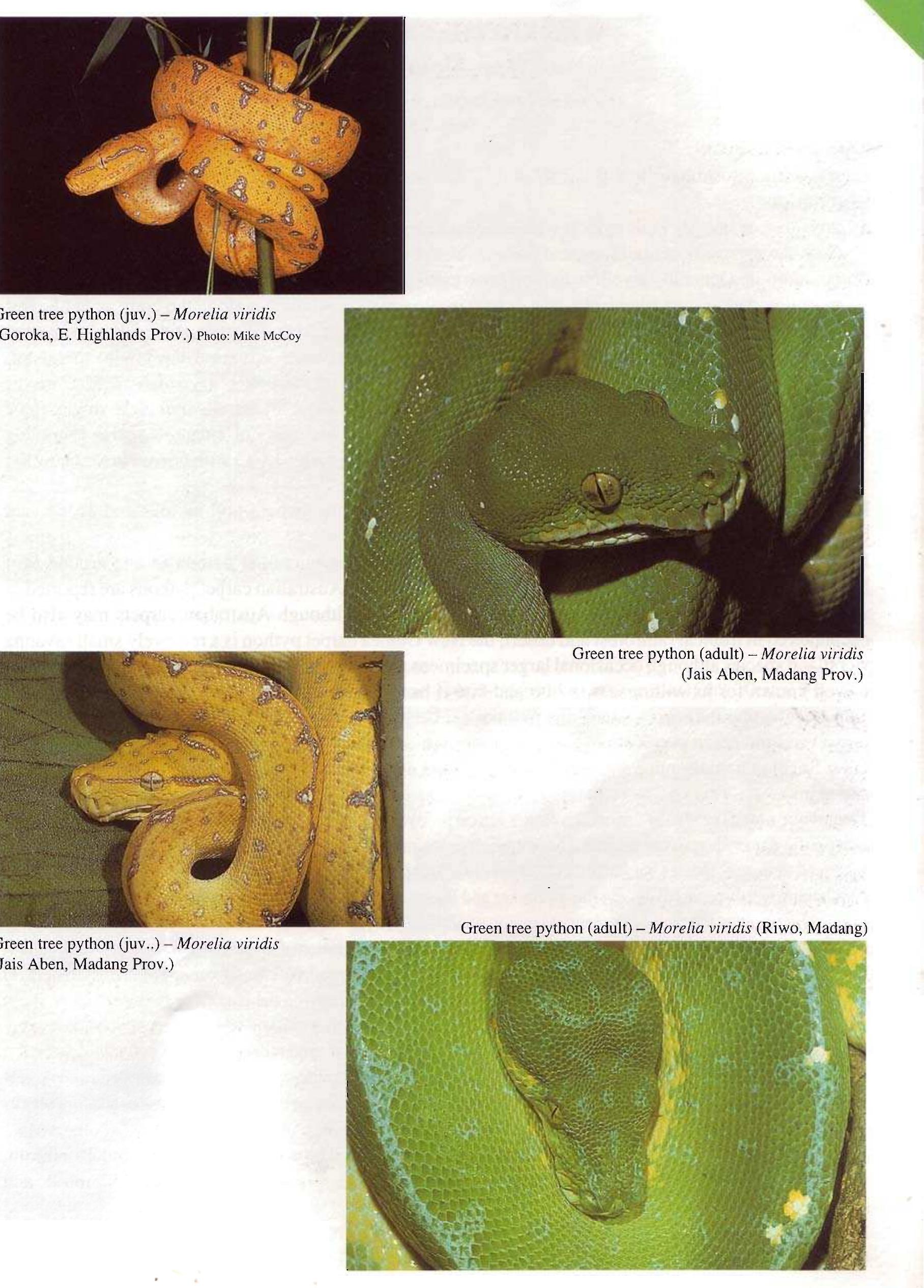 A Guide to the Snakes of Papua New Guinea