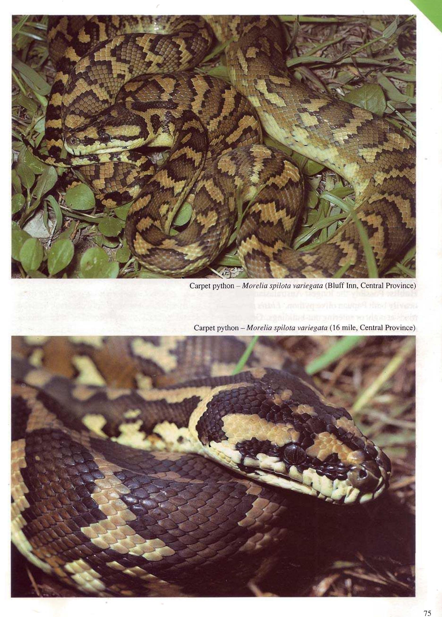 A Guide to the Snakes of Papua New Guinea