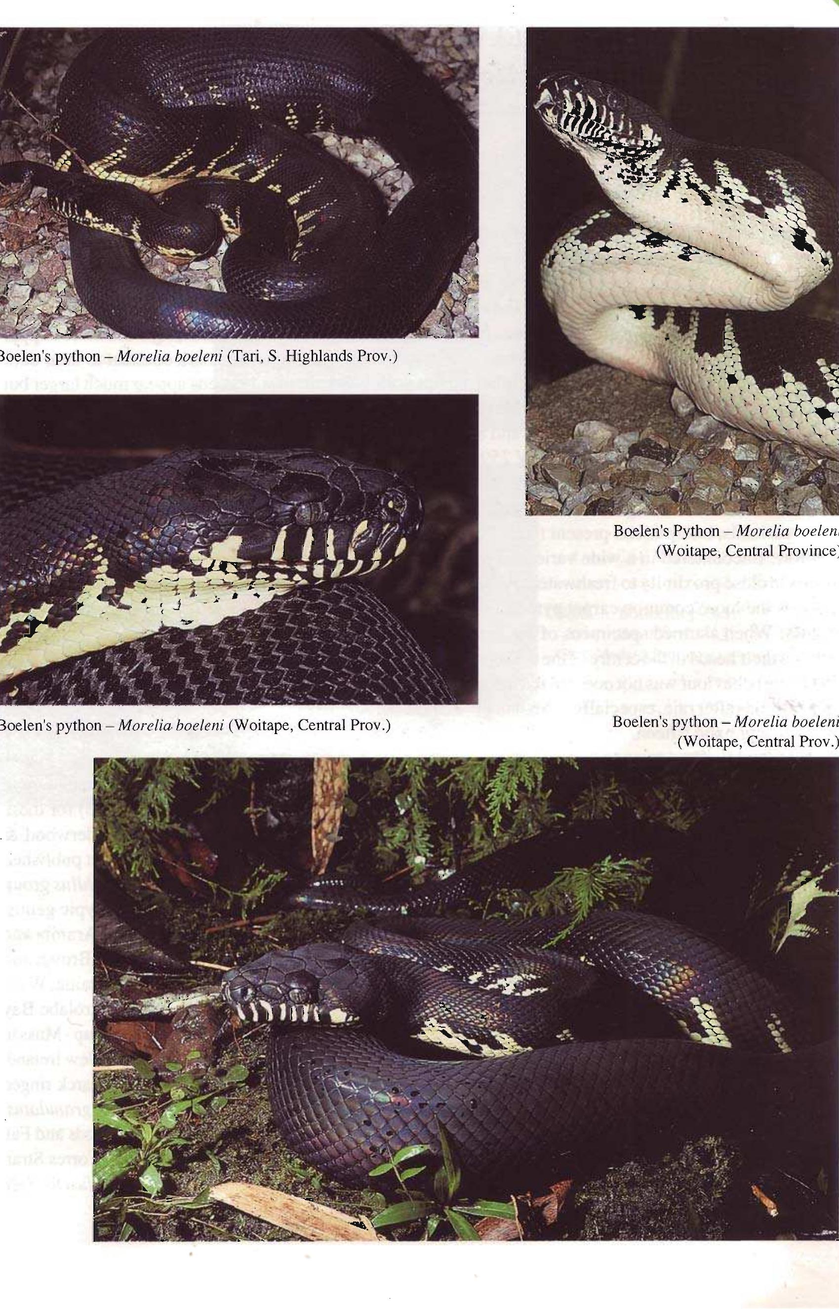 Figure 54 - A Guide to the Snakes of Papua New Guinea