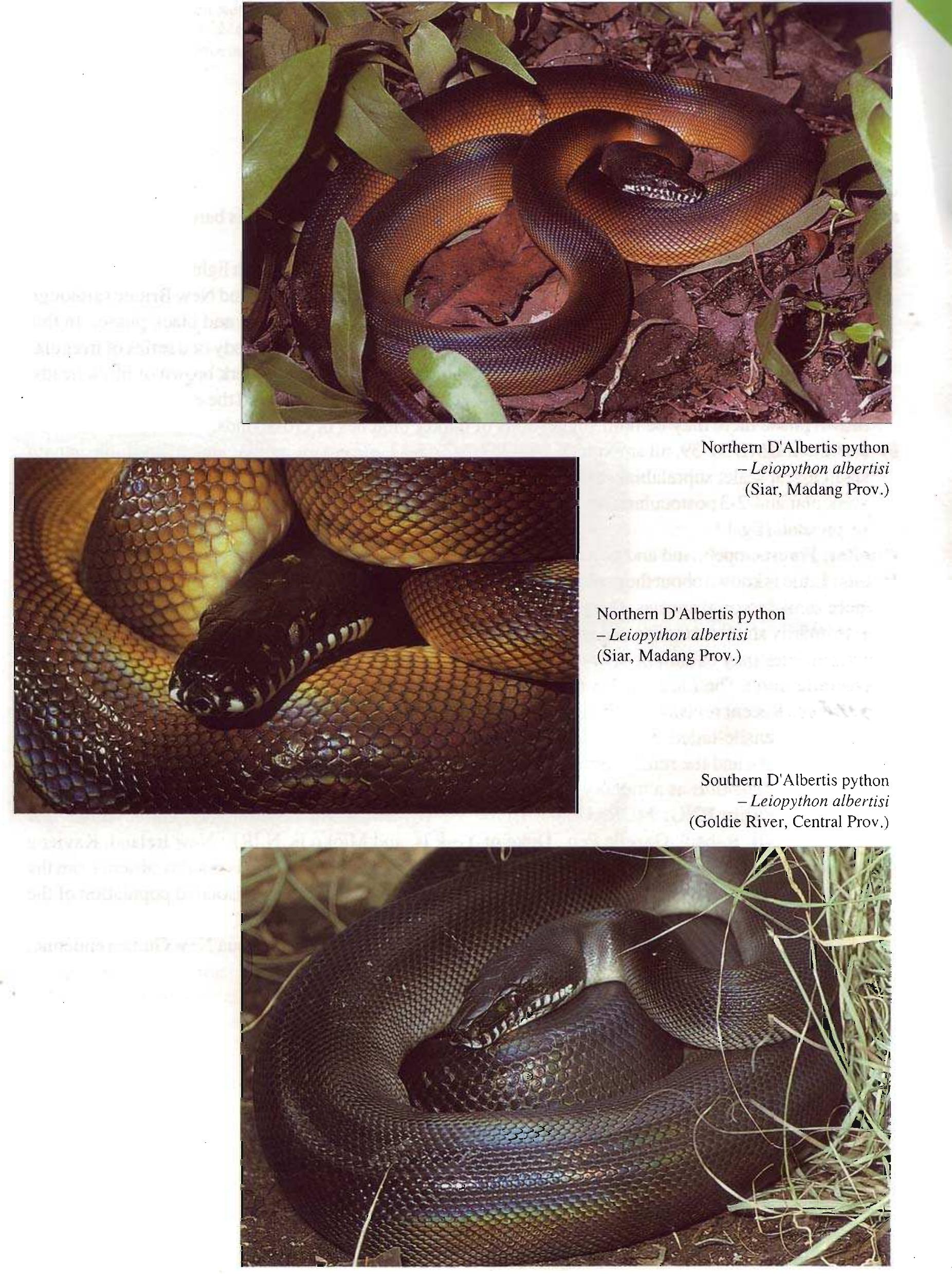 A Guide to the Snakes of Papua New Guinea