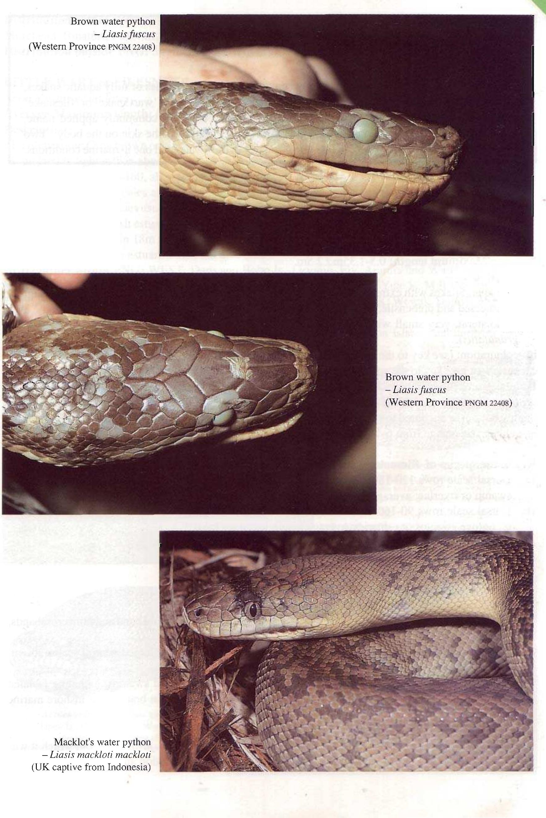 A Guide to the Snakes of Papua New Guinea