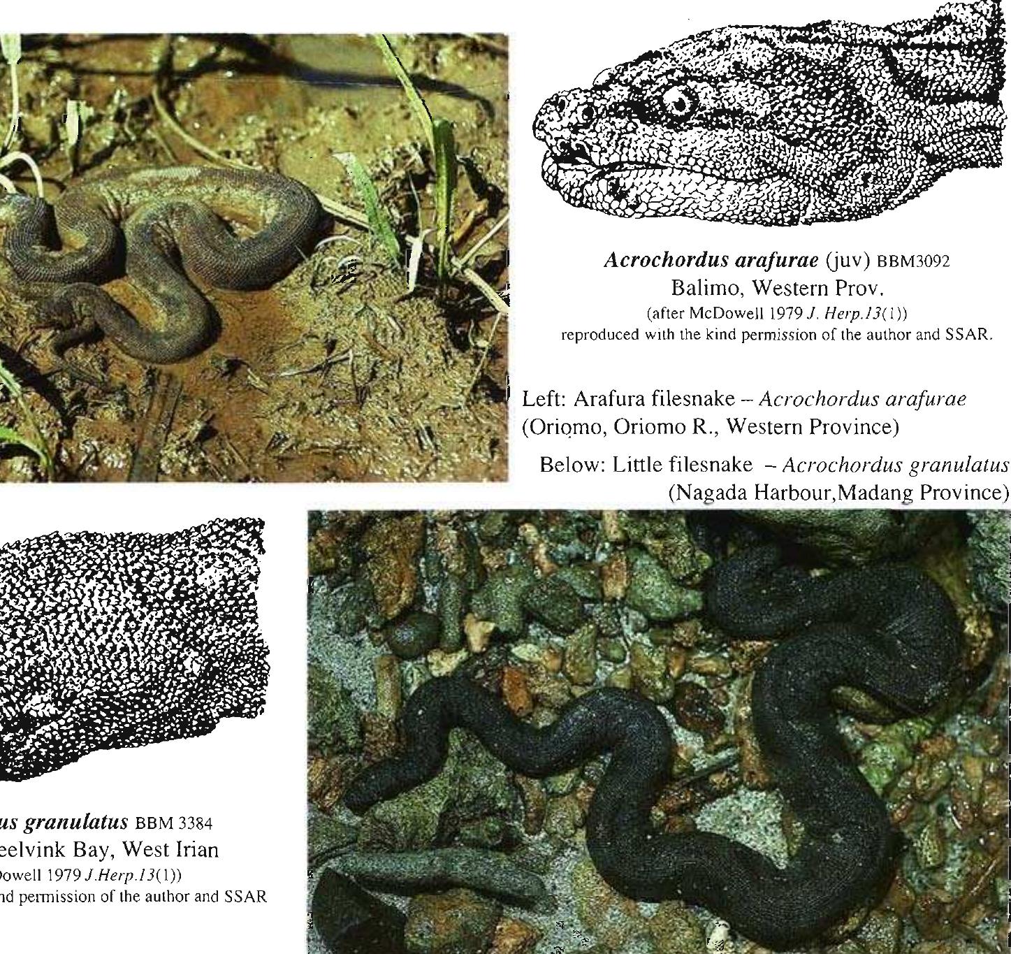 A Guide to the Snakes of Papua New Guinea