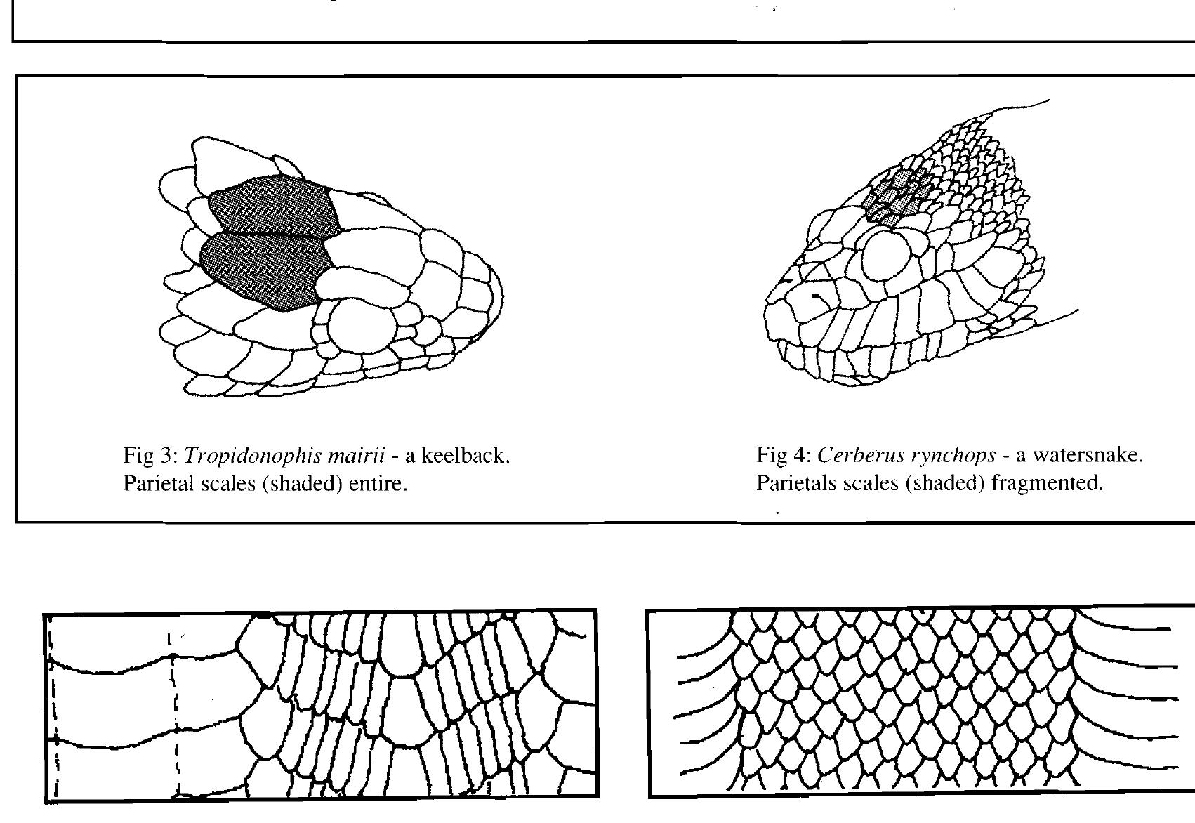 Fordonia leucobalia - a mangrove snake. loreal scale absent,
