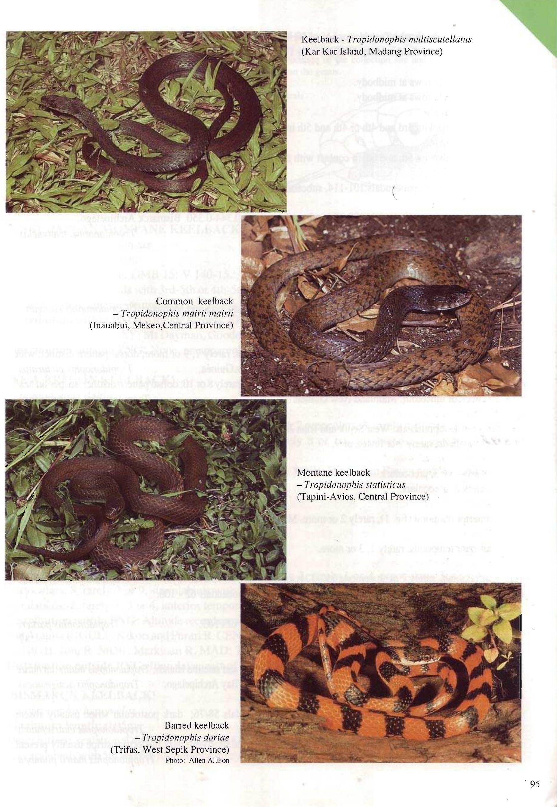 Figure 63 - A Guide to the Snakes of Papua New Guinea