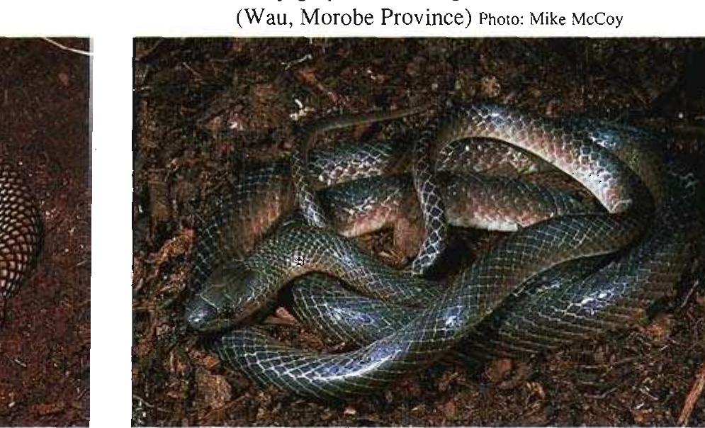 Figure 65 - A Guide to the Snakes of Papua New Guinea