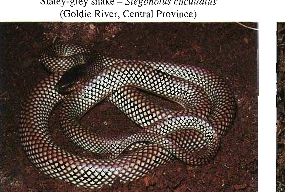 A Guide to the Snakes of Papua New Guinea