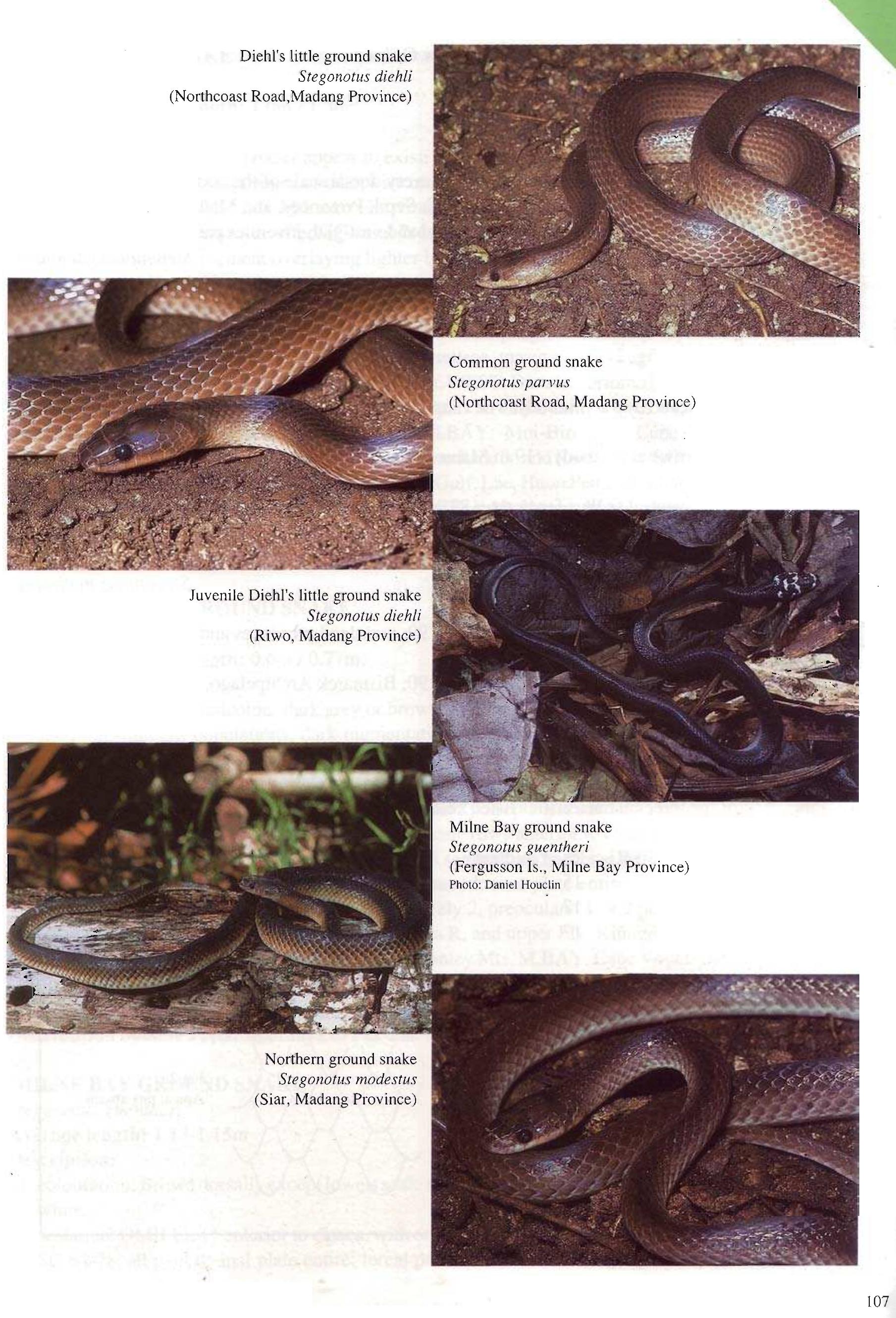A Guide to the Snakes of Papua New Guinea