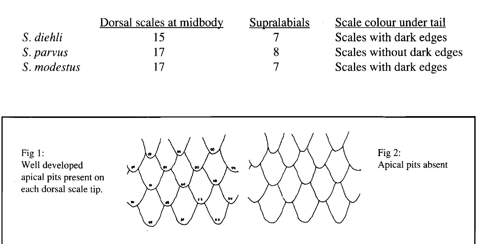 A Guide to the Snakes of Papua New Guinea