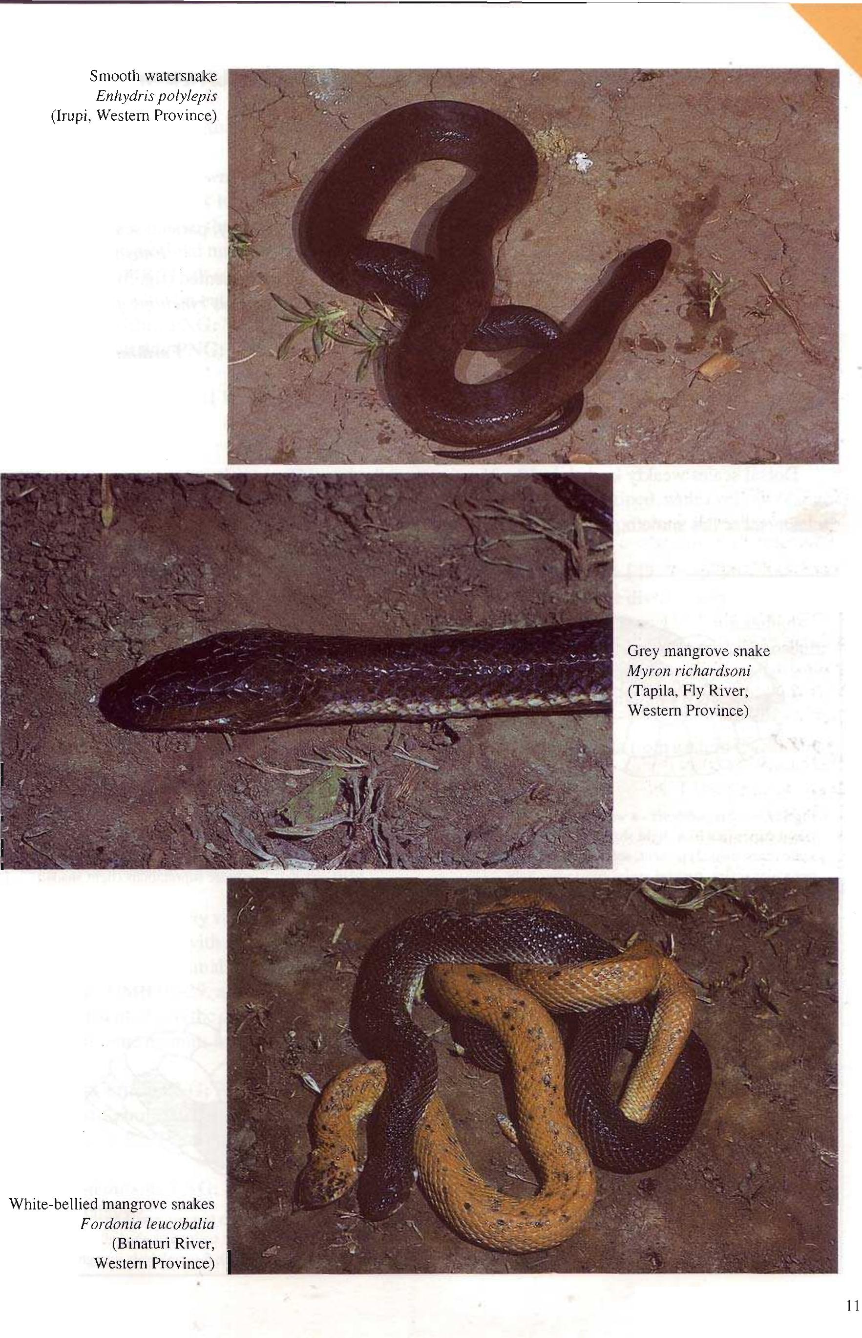 A Guide to the Snakes of Papua New Guinea