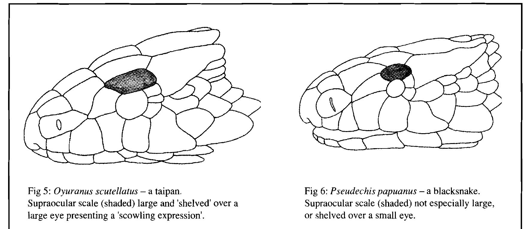 A Guide to the Snakes of Papua New Guinea