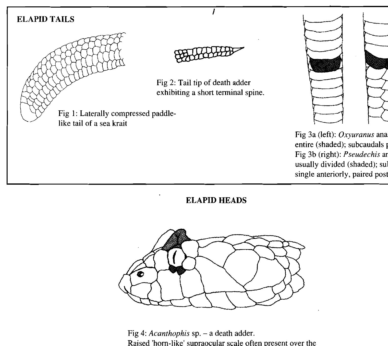 A Guide to the Snakes of Papua New Guinea