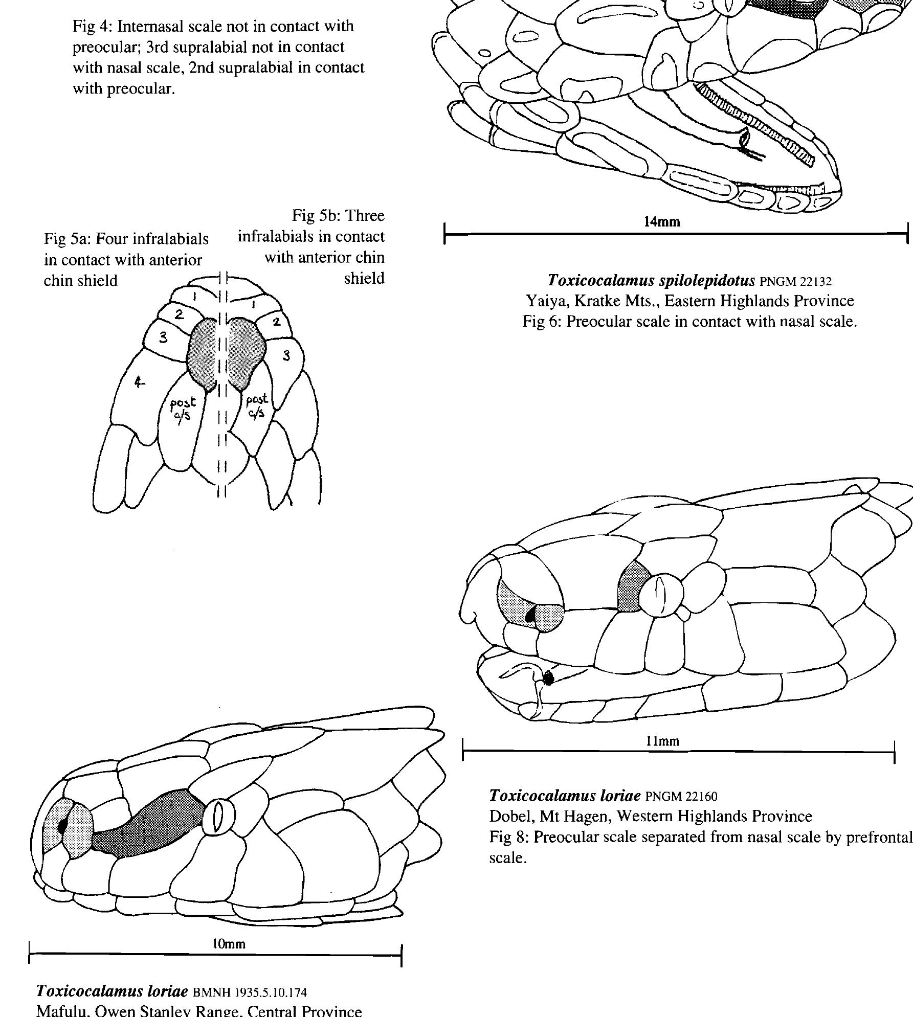 A Guide to the Snakes of Papua New Guinea